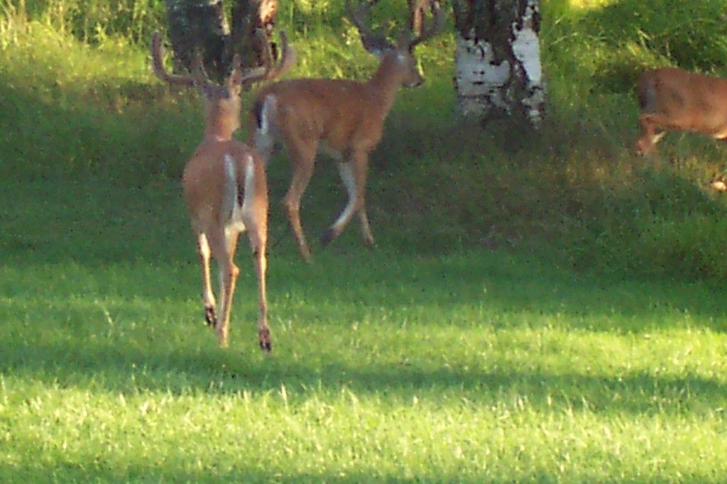 Locations Hub - Thumb Luck Deer Preserve