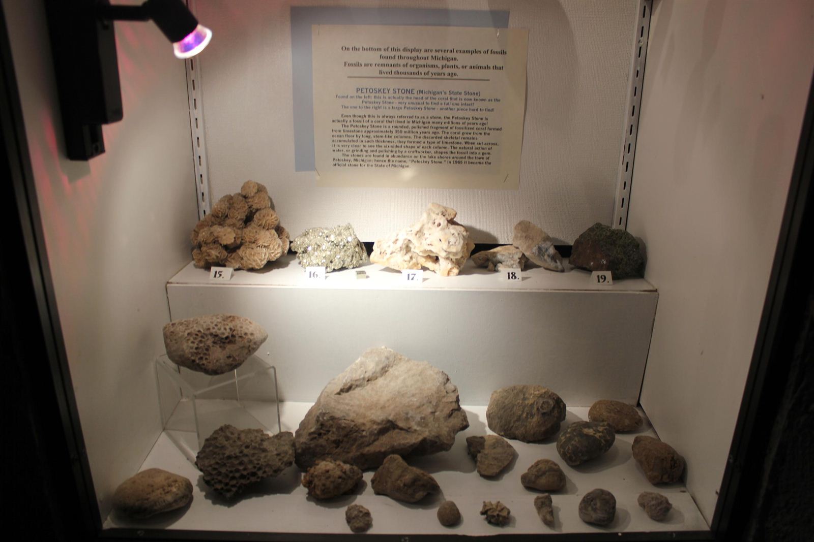 Locations Hub - Call of the Wild stuffed animal museum