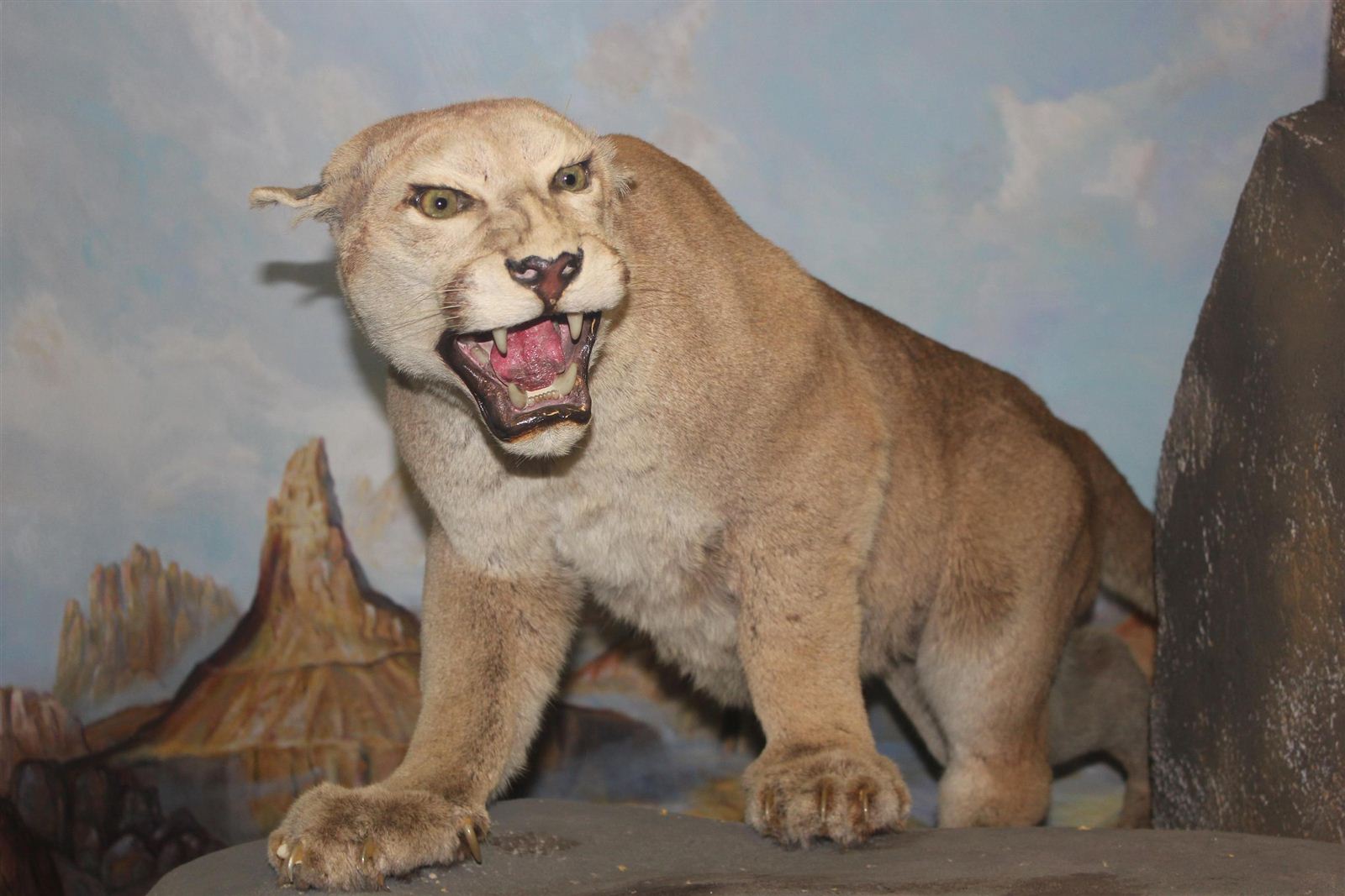 Locations Hub - Call of the Wild stuffed animal museum
