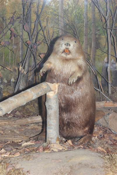 Locations Hub - Call of the Wild stuffed animal museum