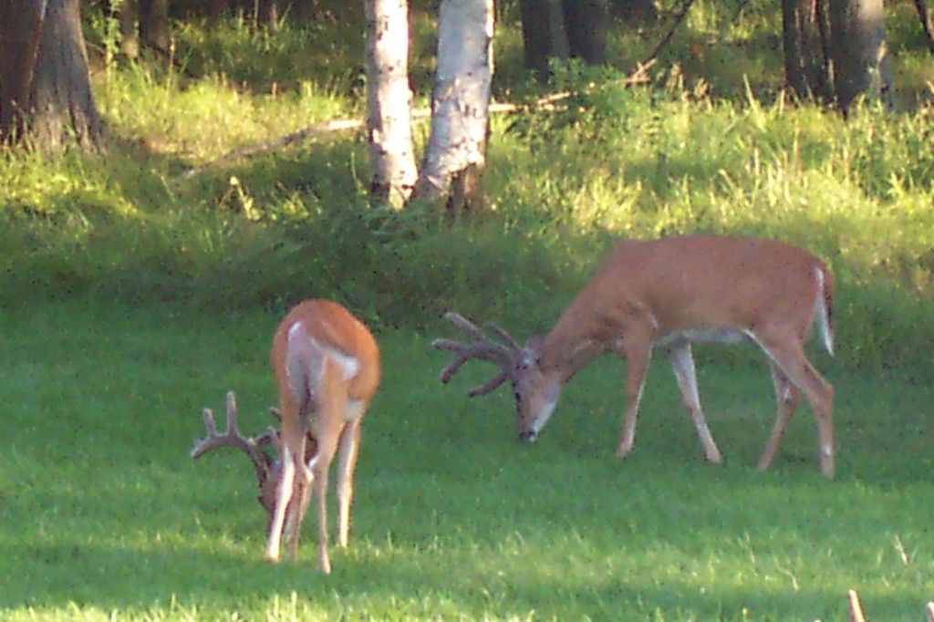 Locations Hub - Thumb Luck Deer Preserve