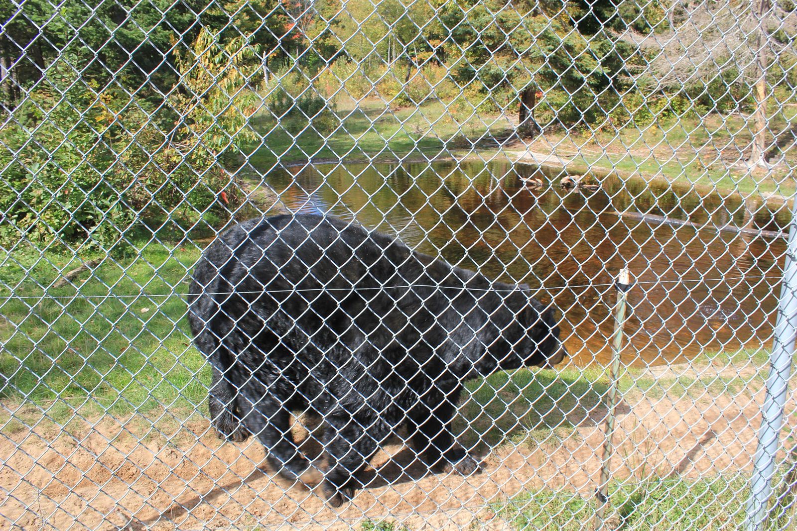 Locations Hub - Oswald's Bear Ranch