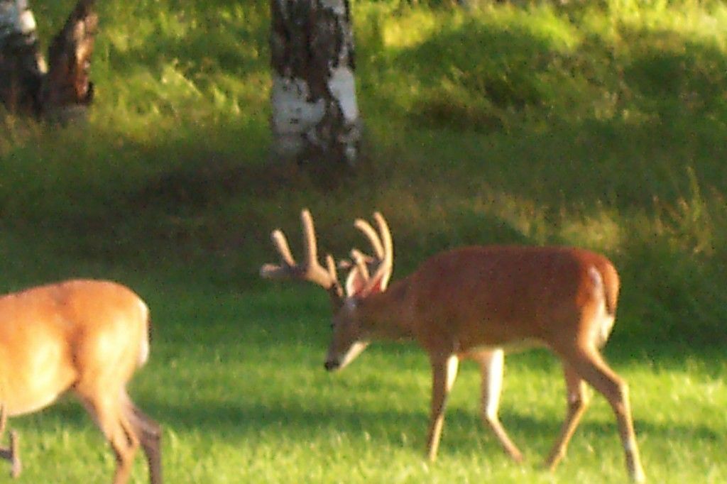 Locations Hub - Thumb Luck Deer Preserve