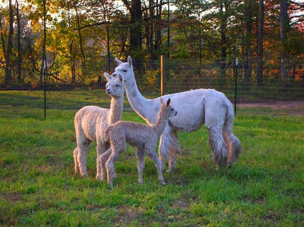 Locations Hub - Alpaca Farm