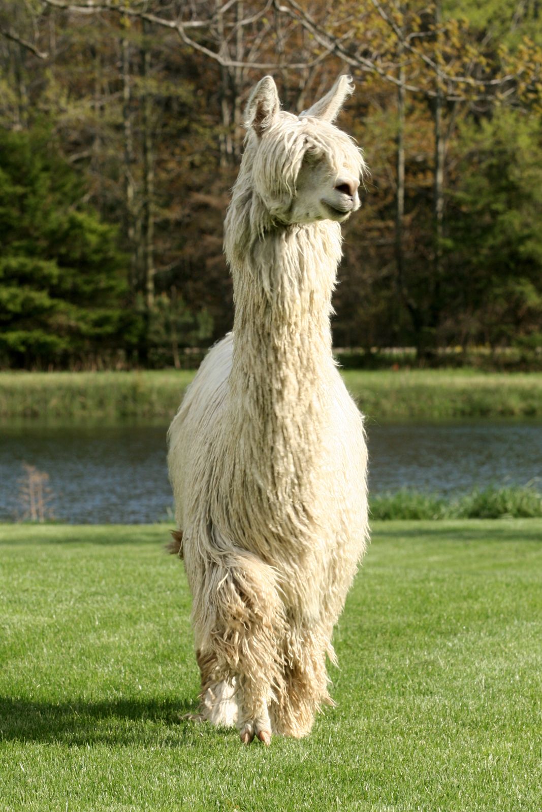 Locations Hub - Alpaca Farm