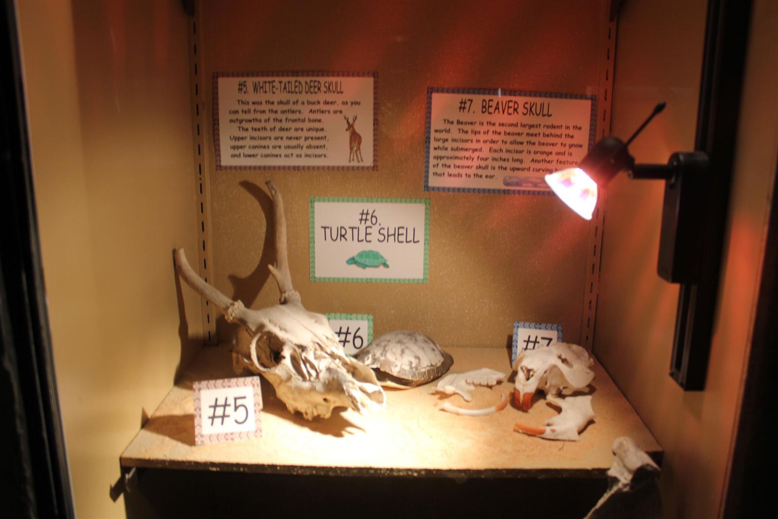 Locations Hub - Call of the Wild stuffed animal museum